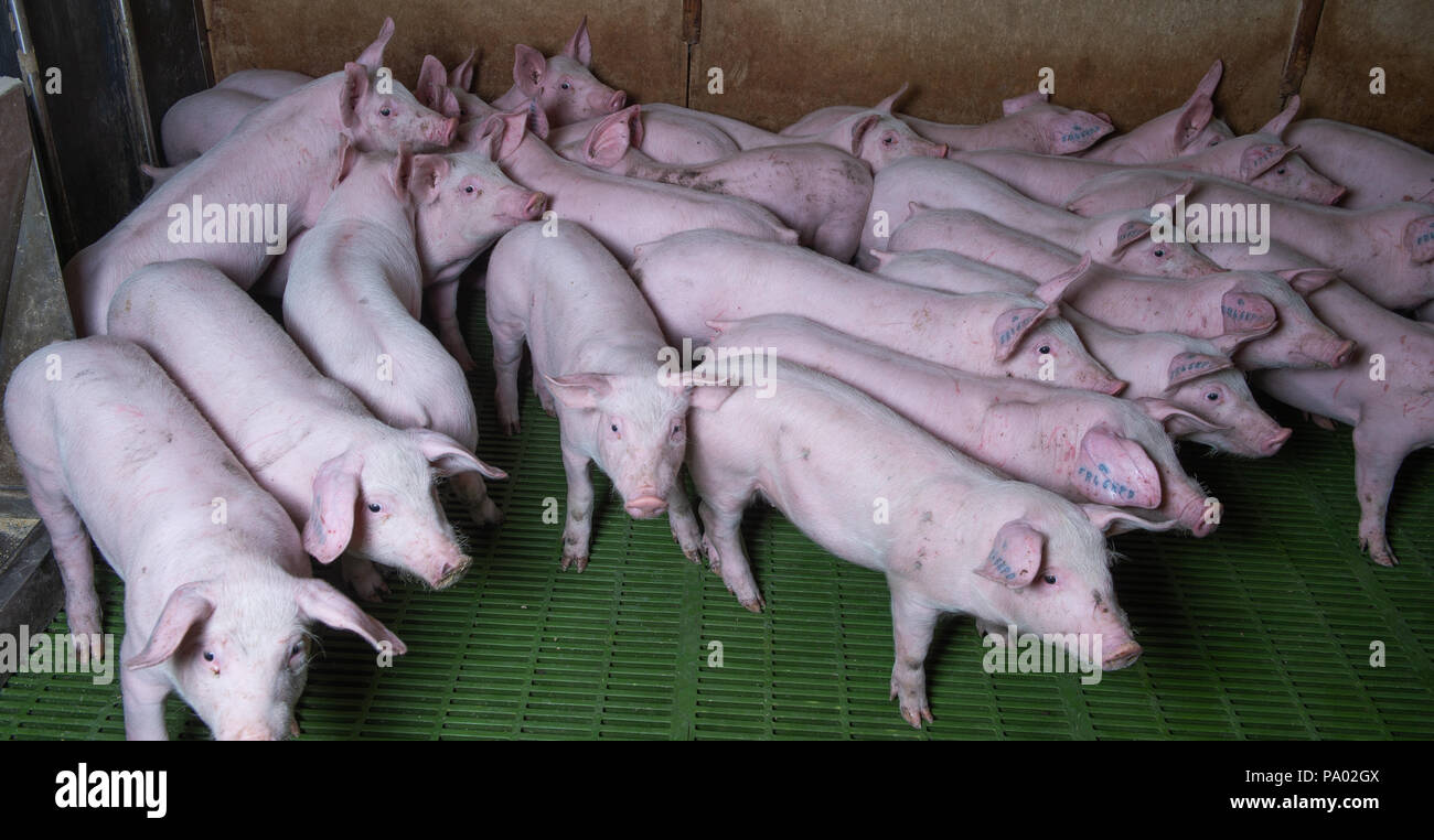 Domestic pigs. Pigs on a farm in the village, France Stock Photo - Alamy