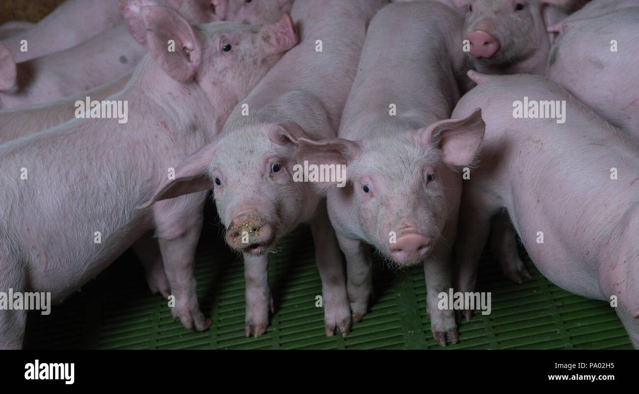 Pigstry hi-res stock photography and images - Alamy