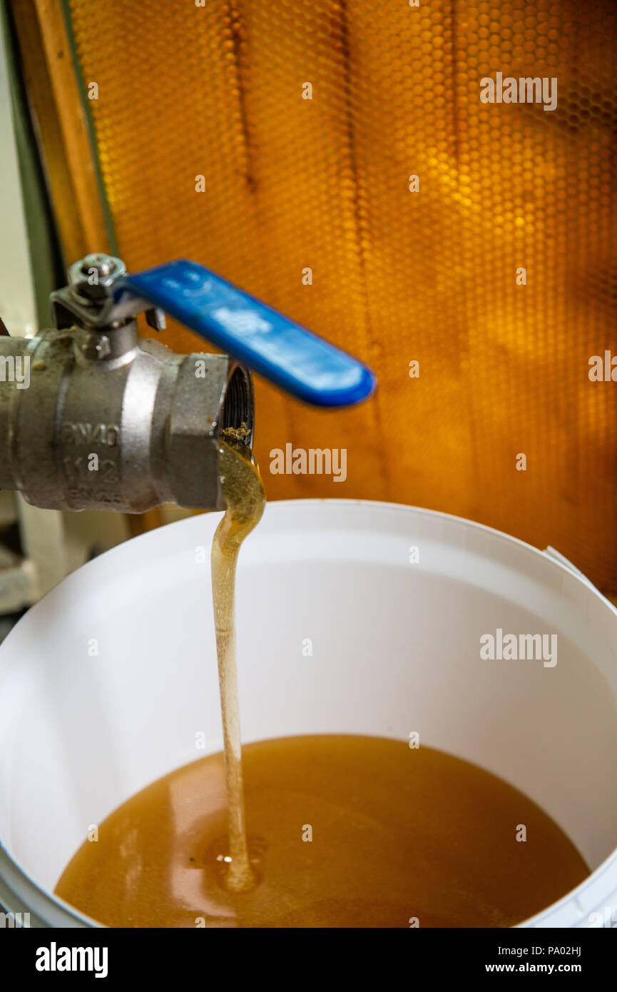 Strain the poured honey through a sieve. How to Harvest Honey ...