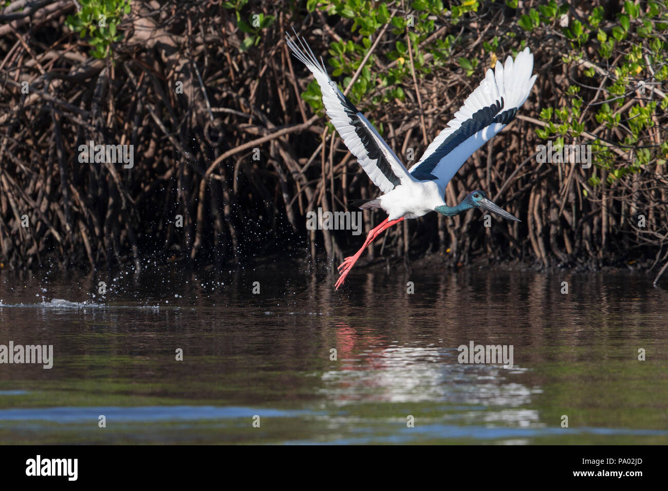 Black-necked Stork, The Kimberley, Western Australia Stock Photo - Alamy