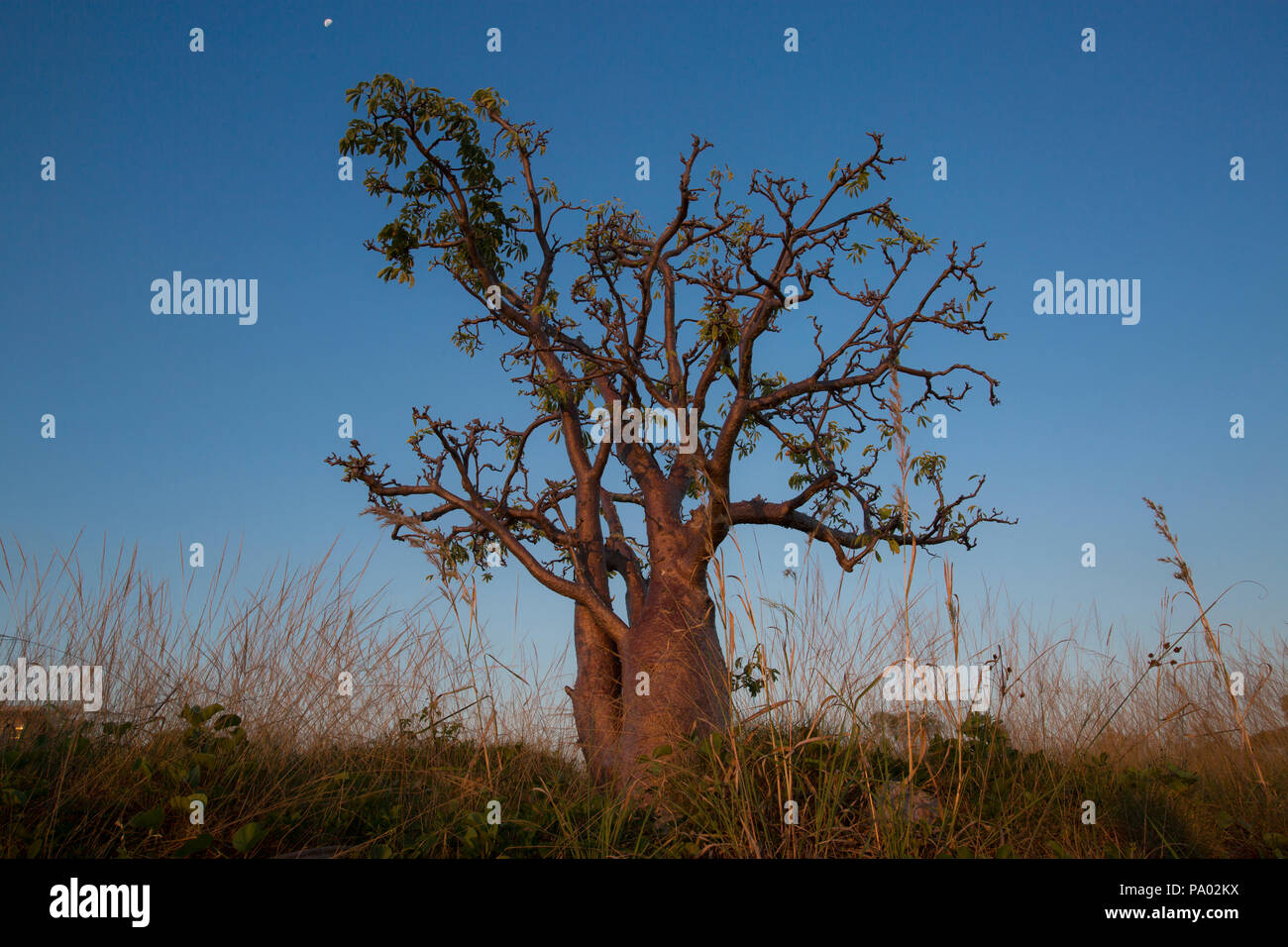 Adansonia gregorii hi-res stock photography and images - Alamy