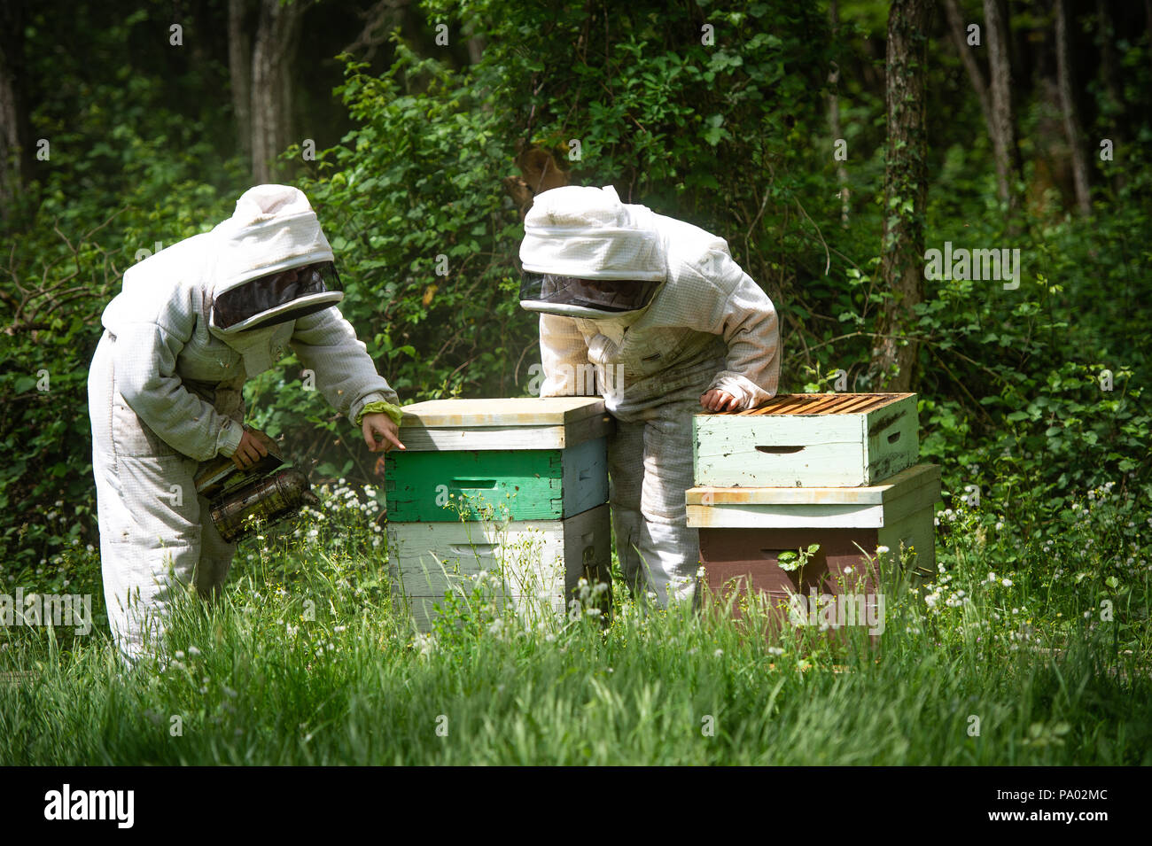 Beekeeper working collect honey. Beekeeping concept, France Stock Photo ...