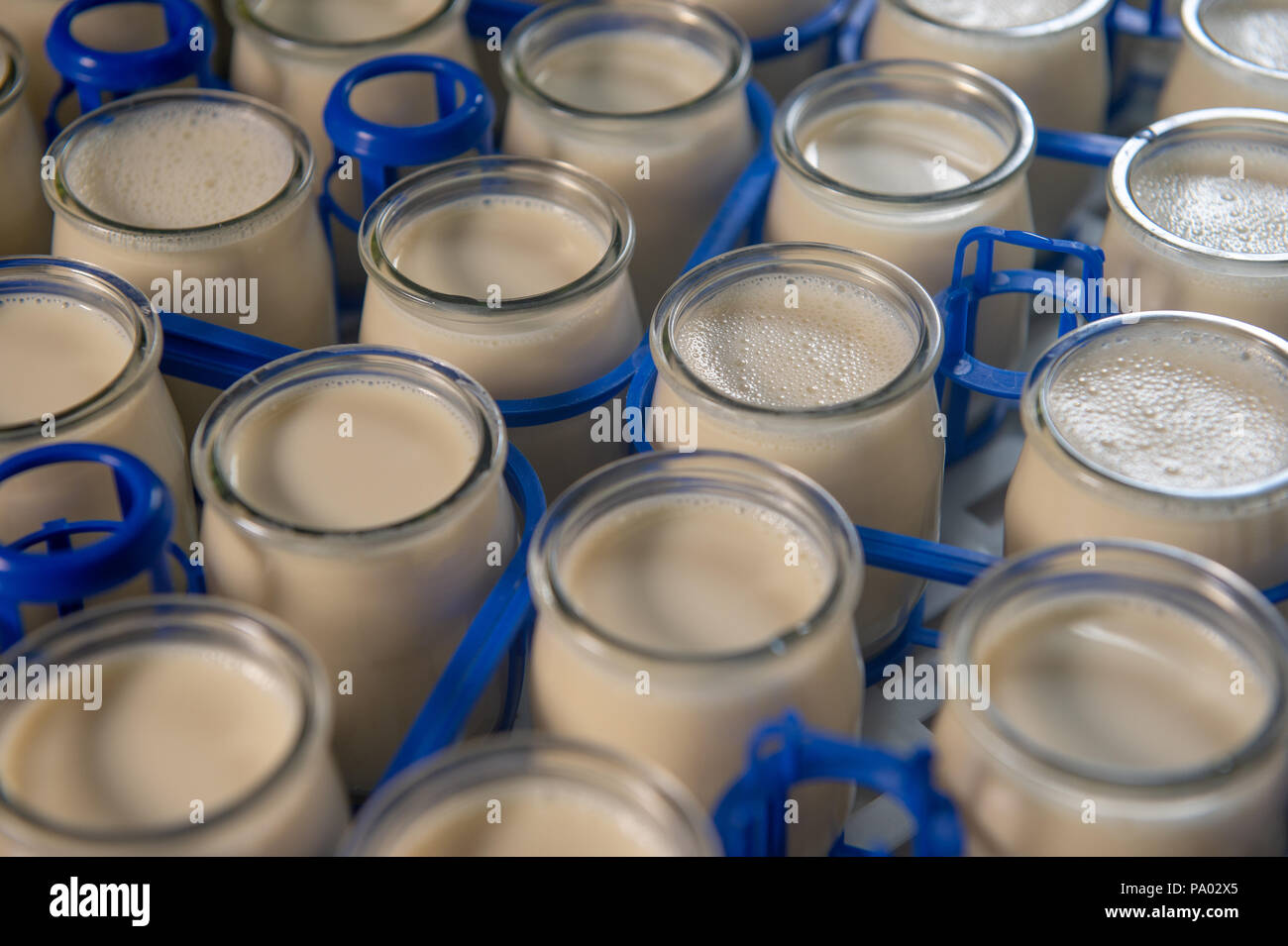 Production of yogurt in a farm, homemade cow's milk yoghurt , France ...