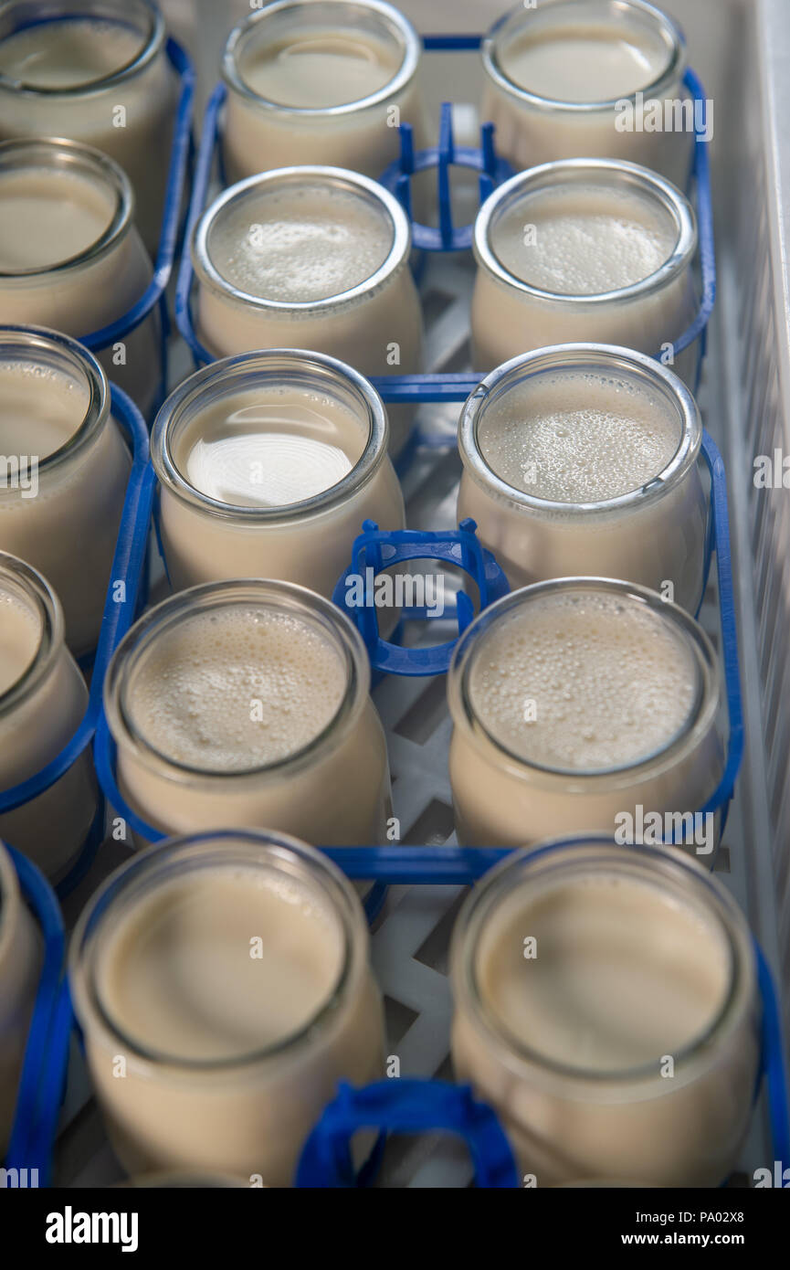 Production of yogurt in a farm, homemade cow's milk yoghurt , France ...