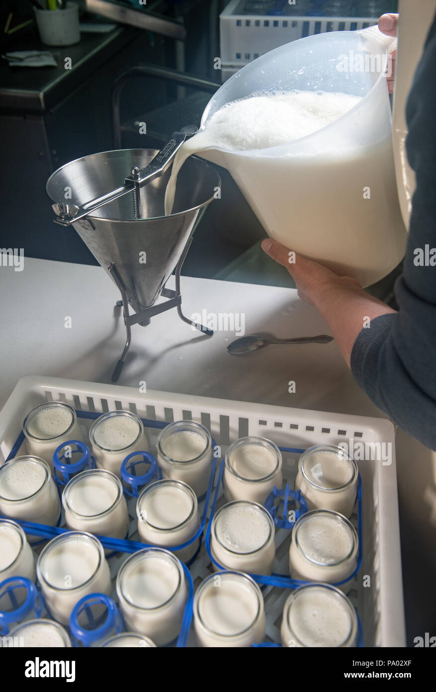 Production of yogurt in a farm, homemade cow's milk yoghurt , France ...
