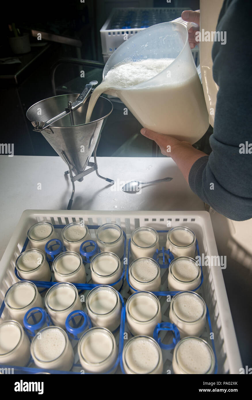 Production of yogurt in a farm, homemade cow's milk yoghurt , France ...