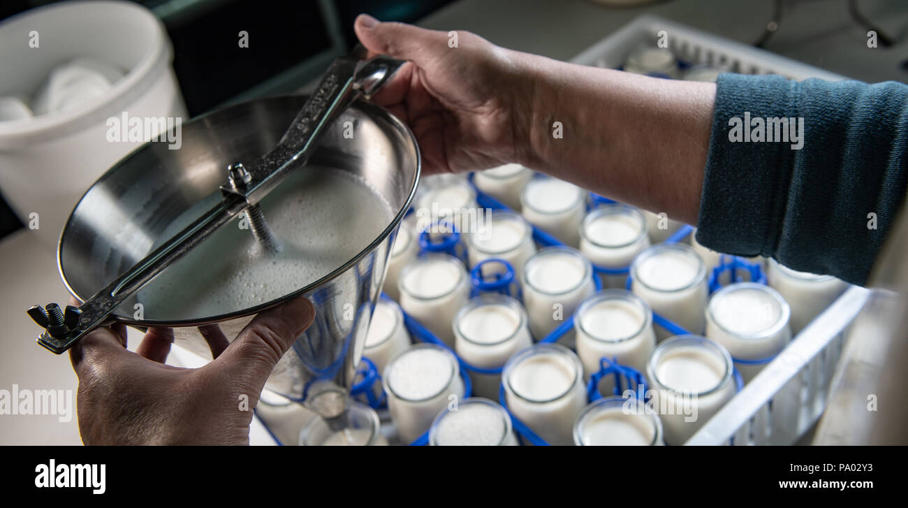 Production of yogurt in a farm, homemade cow's milk yoghurt , France ...