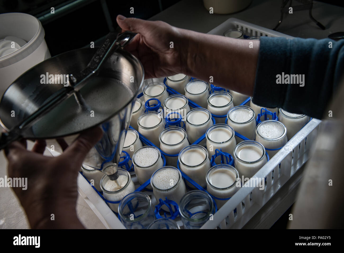 Production of yogurt in a farm, homemade cow's milk yoghurt , France ...