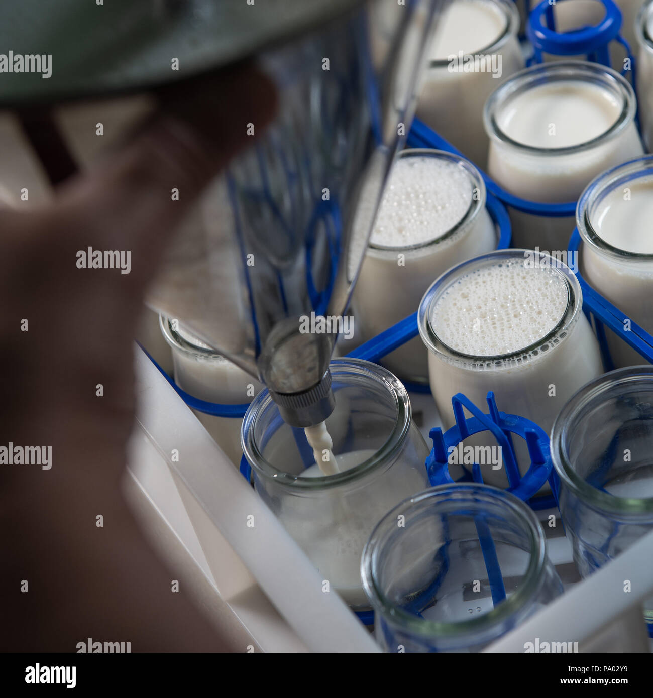 Production of yogurt in a farm, homemade cow's milk yoghurt , France ...