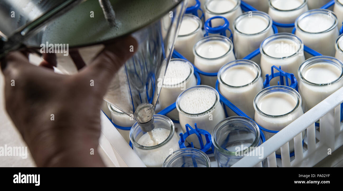 Production of yogurt in a farm, homemade cow's milk yoghurt , France ...