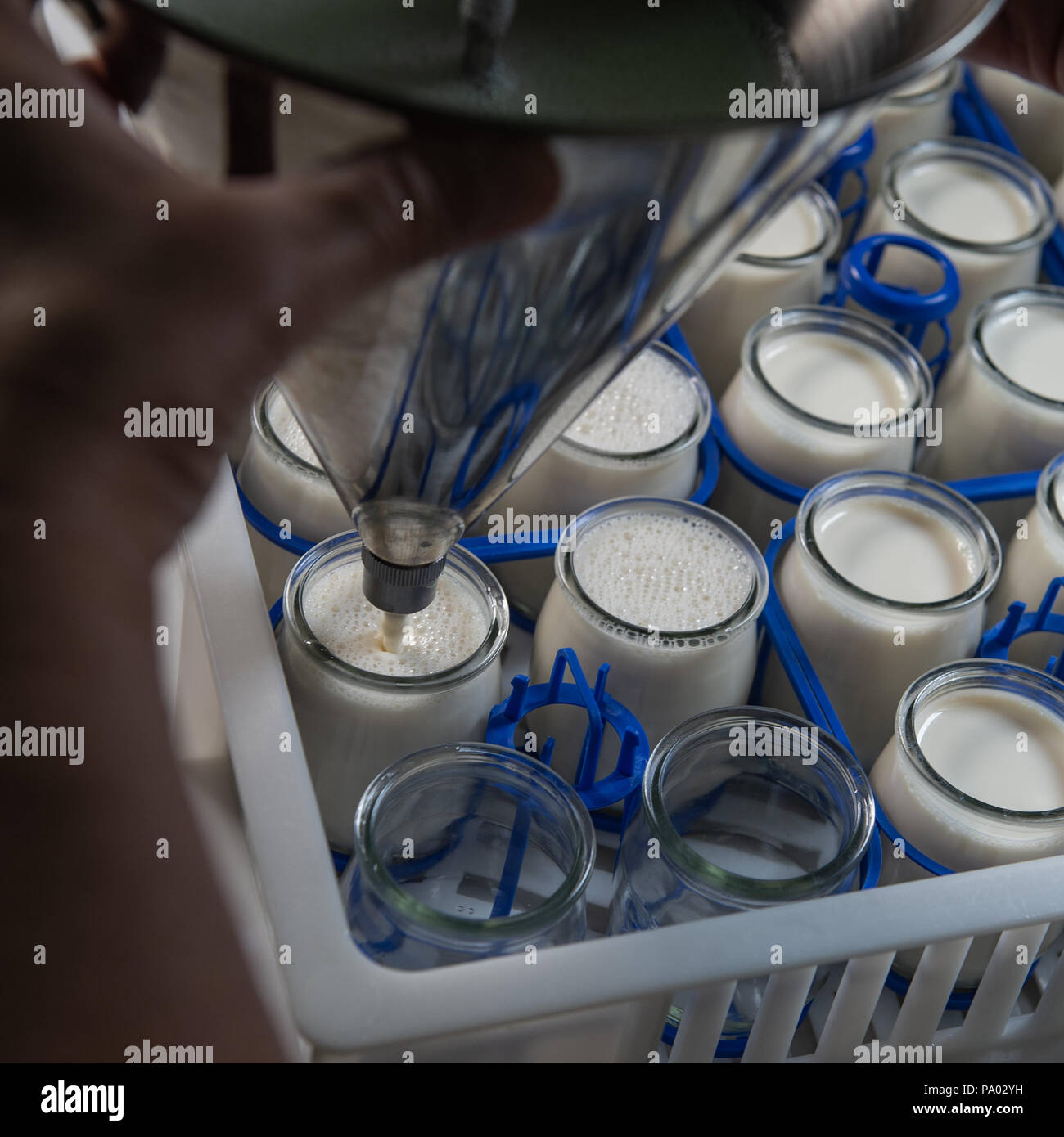 Production of yogurt in a farm, homemade cow's milk yoghurt , France ...