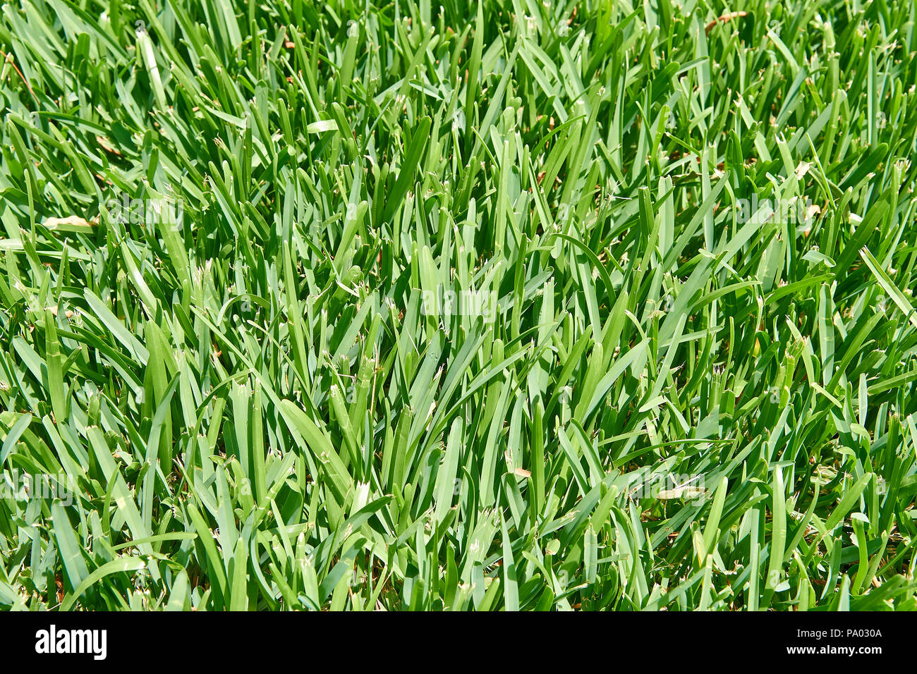Textured close up of green grass with rough structure on sunny light ...