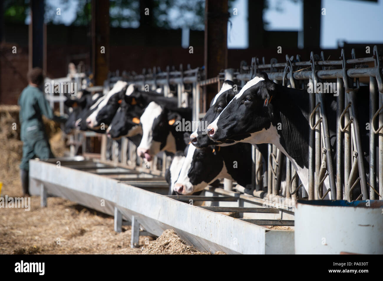 Black large cows eat grass hi-res stock photography and images - Alamy