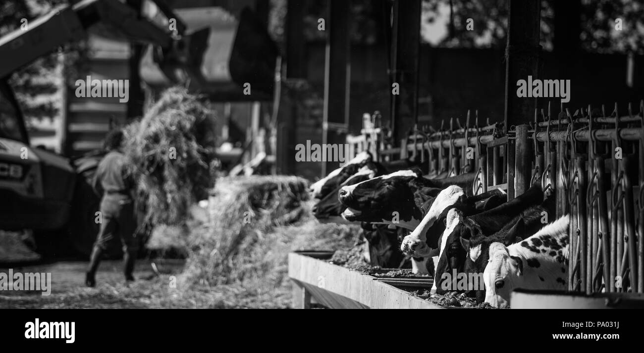 Milk cows feeding Black and White Stock Photos & Images - Alamy