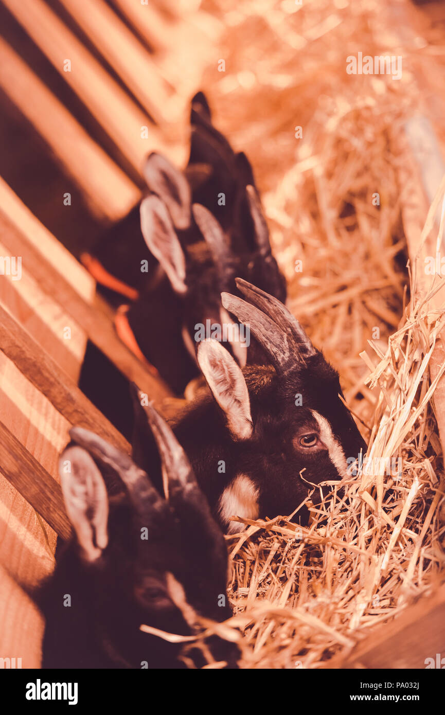 Goats in the stable on the farm, Gironde, France Stock Photo - Alamy