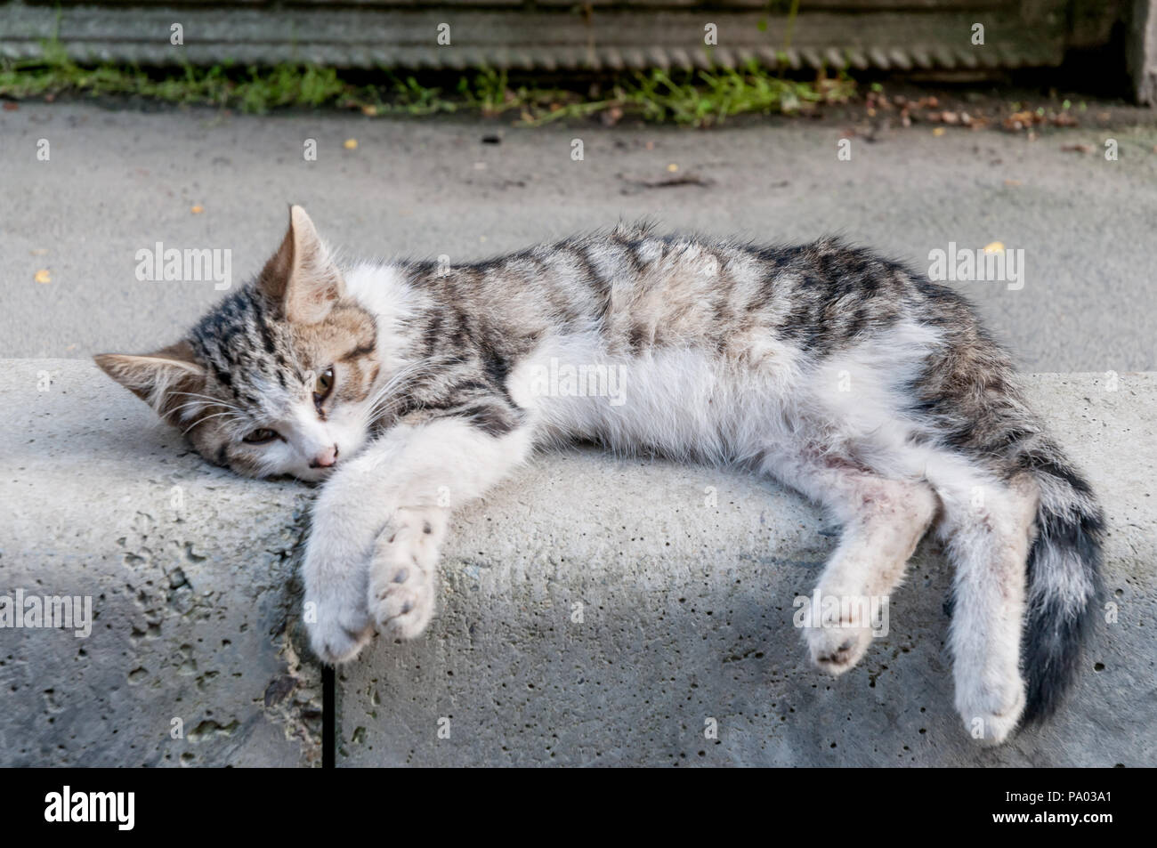 Street homeless cat (kitten). Animals in the city. Lost and homeless ...