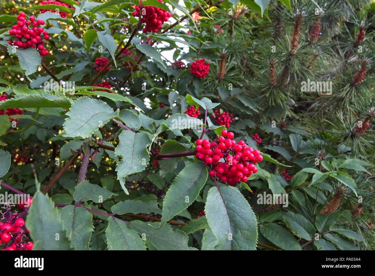 Sambucus racemosa, red elderberry berries, Finland Stock Photo - Alamy