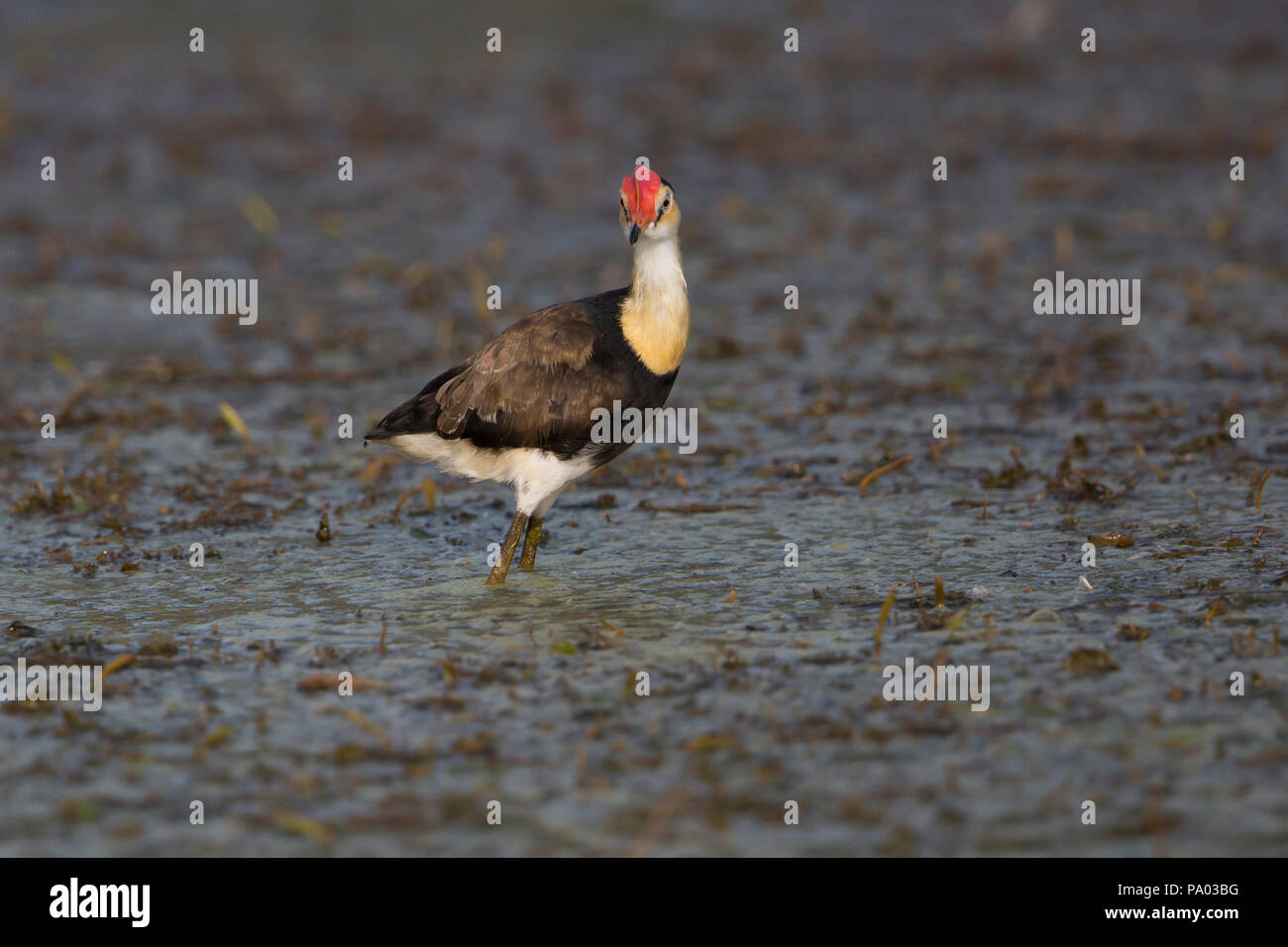 Jesus bird hi-res stock photography and images - Alamy