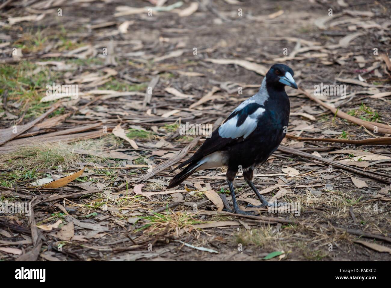 Australian Magpie Gymnorhina tibicen in the forest in Australia Stock ...