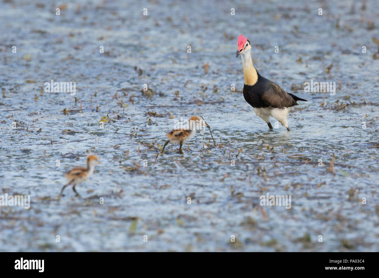 Chicks wild bird hi-res stock photography and images - Alamy