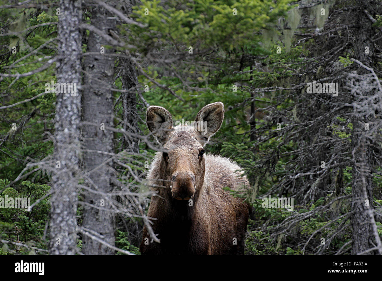 Wildlife, Moose calf. Alces alces. Travelogue, Travel Newfoundland ...