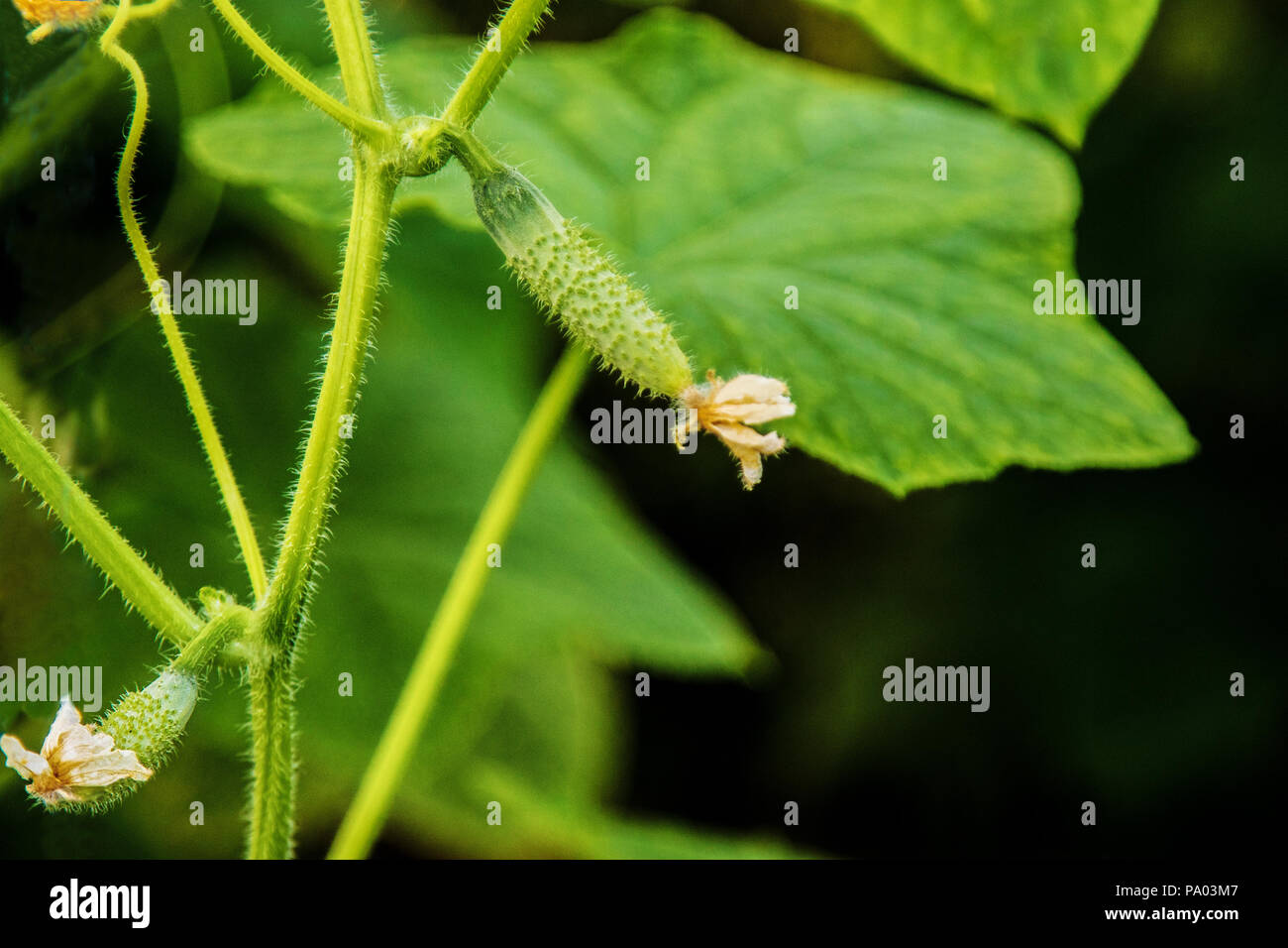 Prickly Cucumber Stock Photos & Prickly Cucumber Stock Images - Alamy