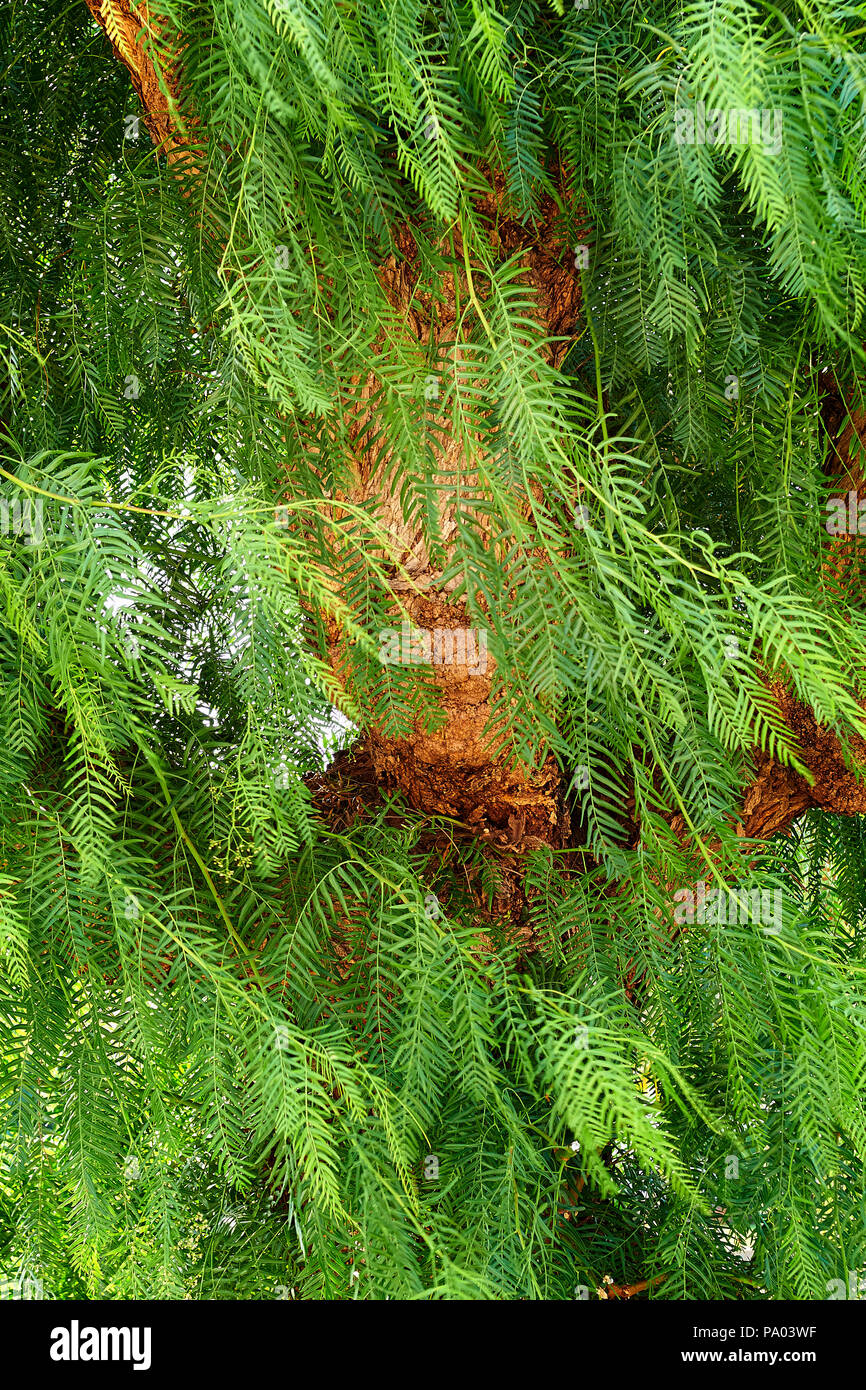 Ent tree hi-res stock photography and images - Alamy