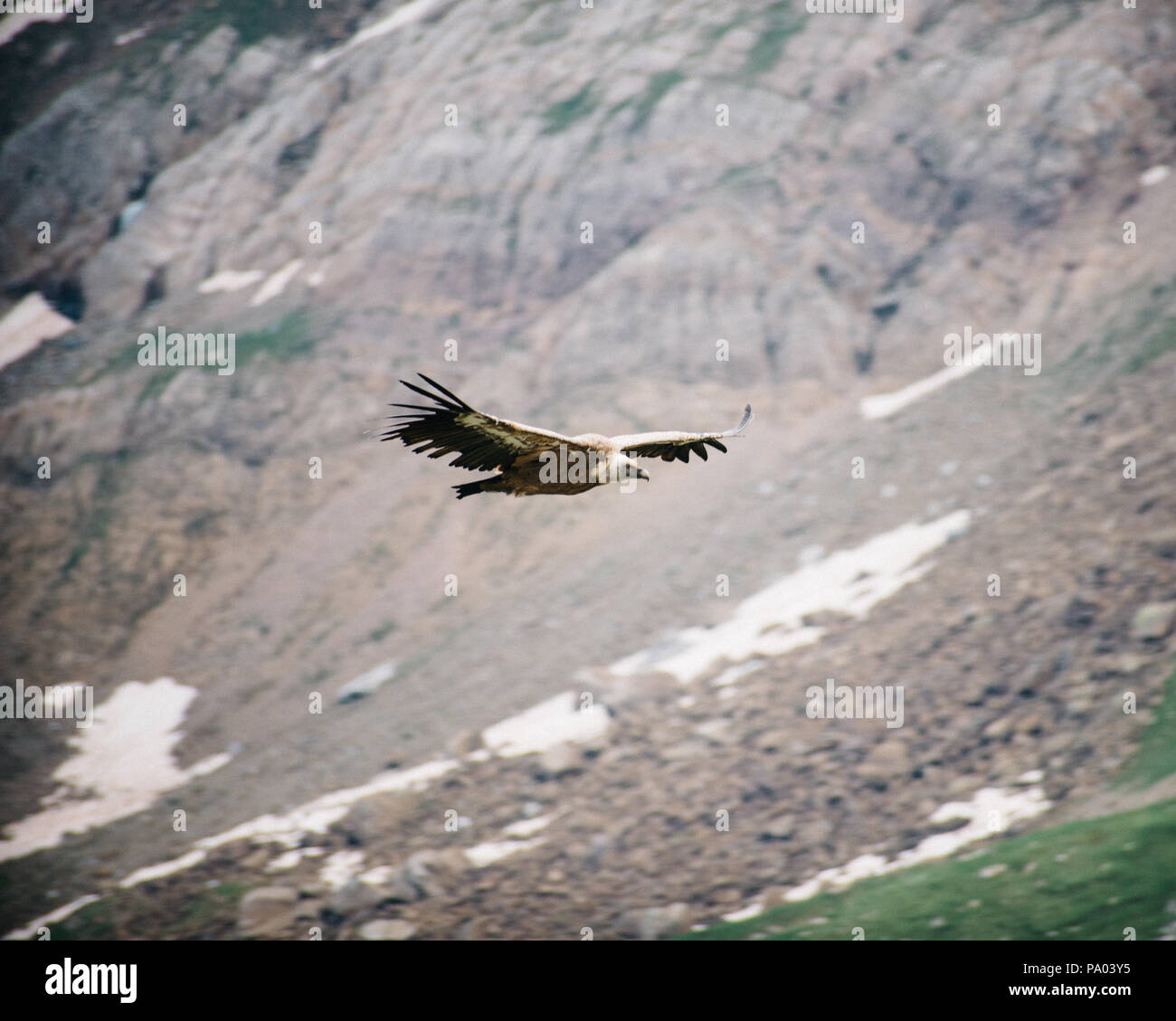 Griffon Vultures in the French Pyrenees Stock Photo - Alamy