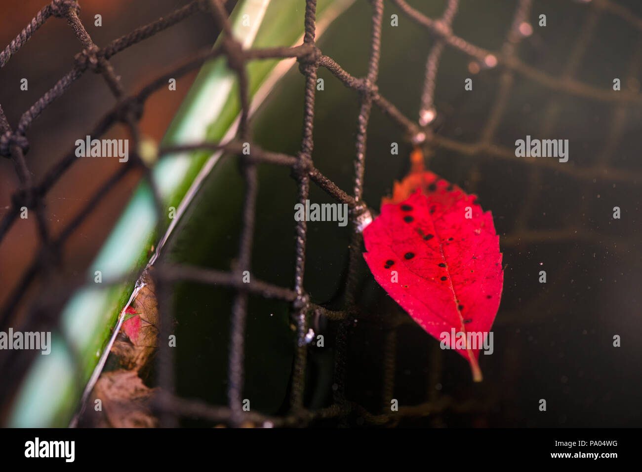 Beautiful, fallen red autumn leaf tangled in rustic net and floating on ...