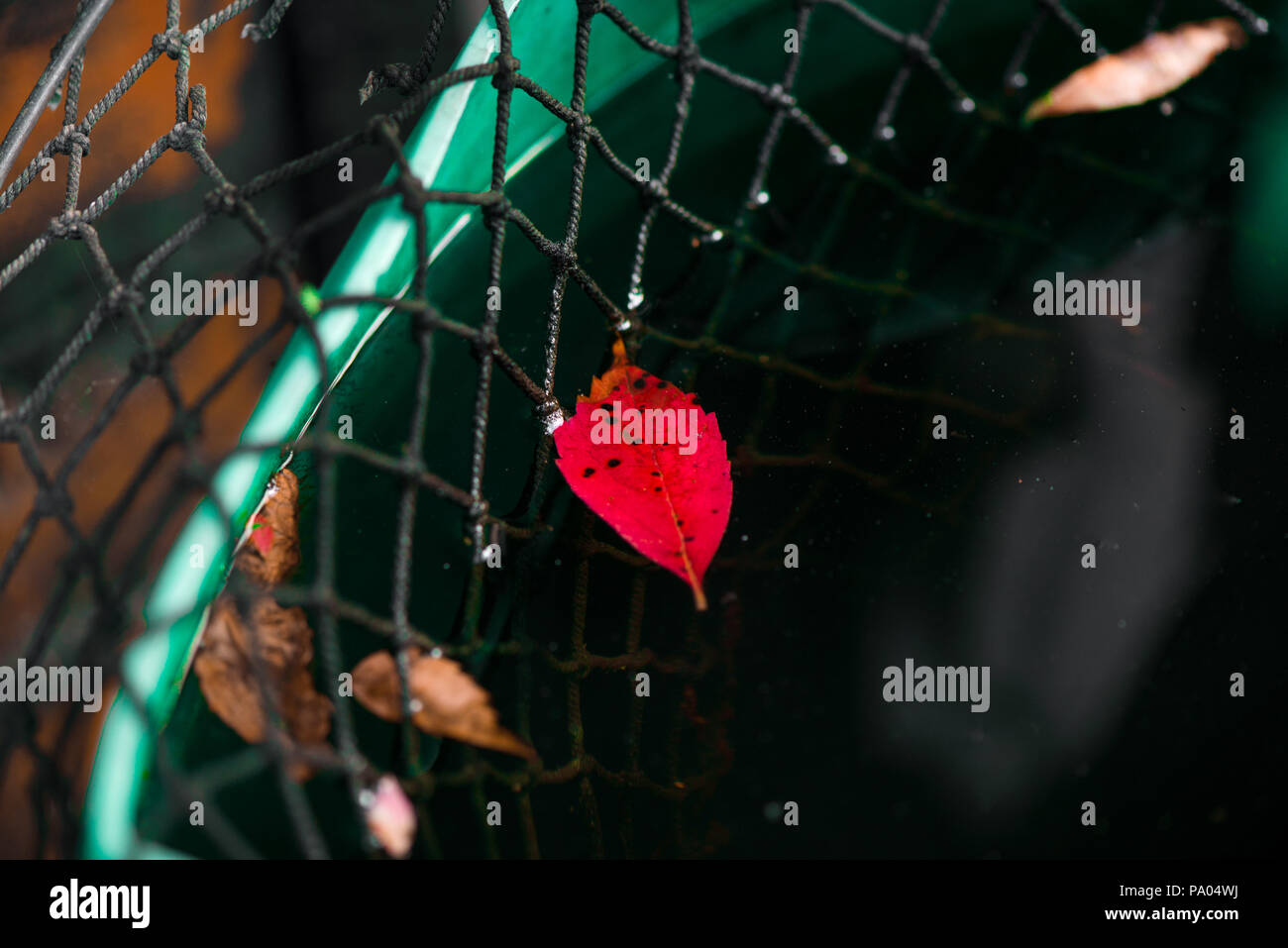 Beautiful, fallen red autumn leaf tangled in rustic net and floating on ...