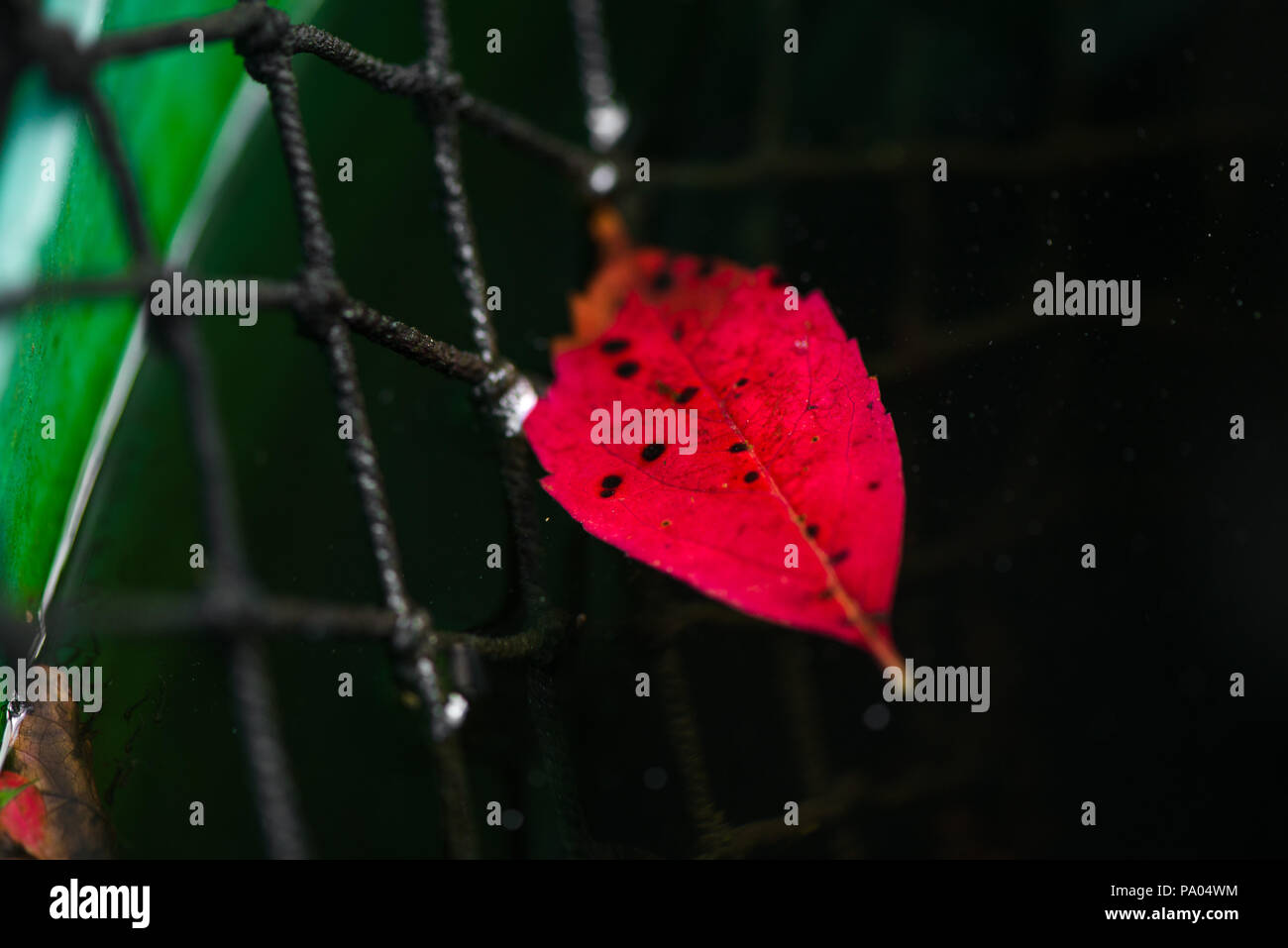 Beautiful, fallen red autumn leaf tangled in rustic net and floating on ...