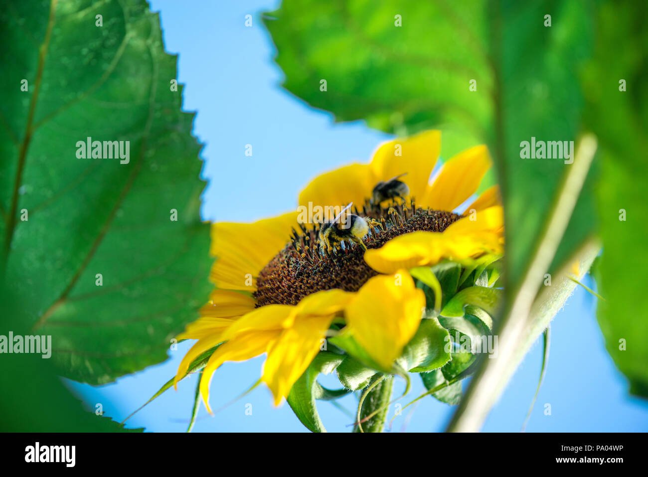 Bees seeking for nectar and sitting on beautiful. bright yellow ...