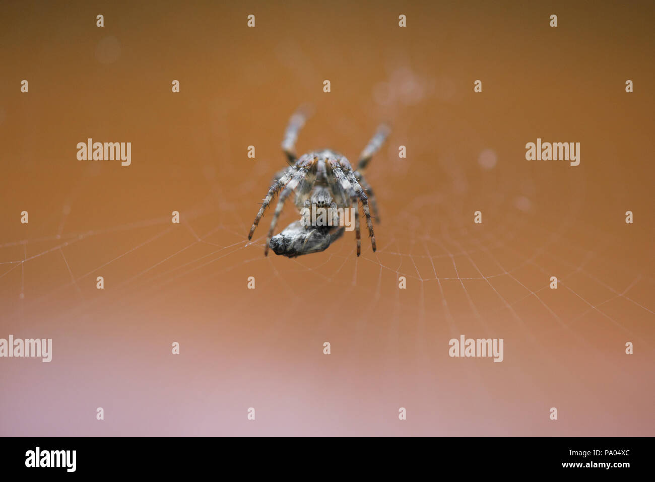 Cross spider in net eating prey. Fly caught in spider net Stock Photo ...
