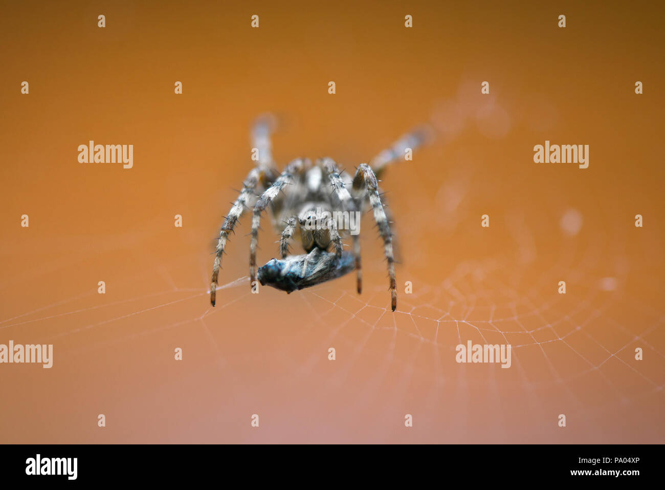 Cross spider in net eating prey. Fly caught in spider net Stock Photo ...