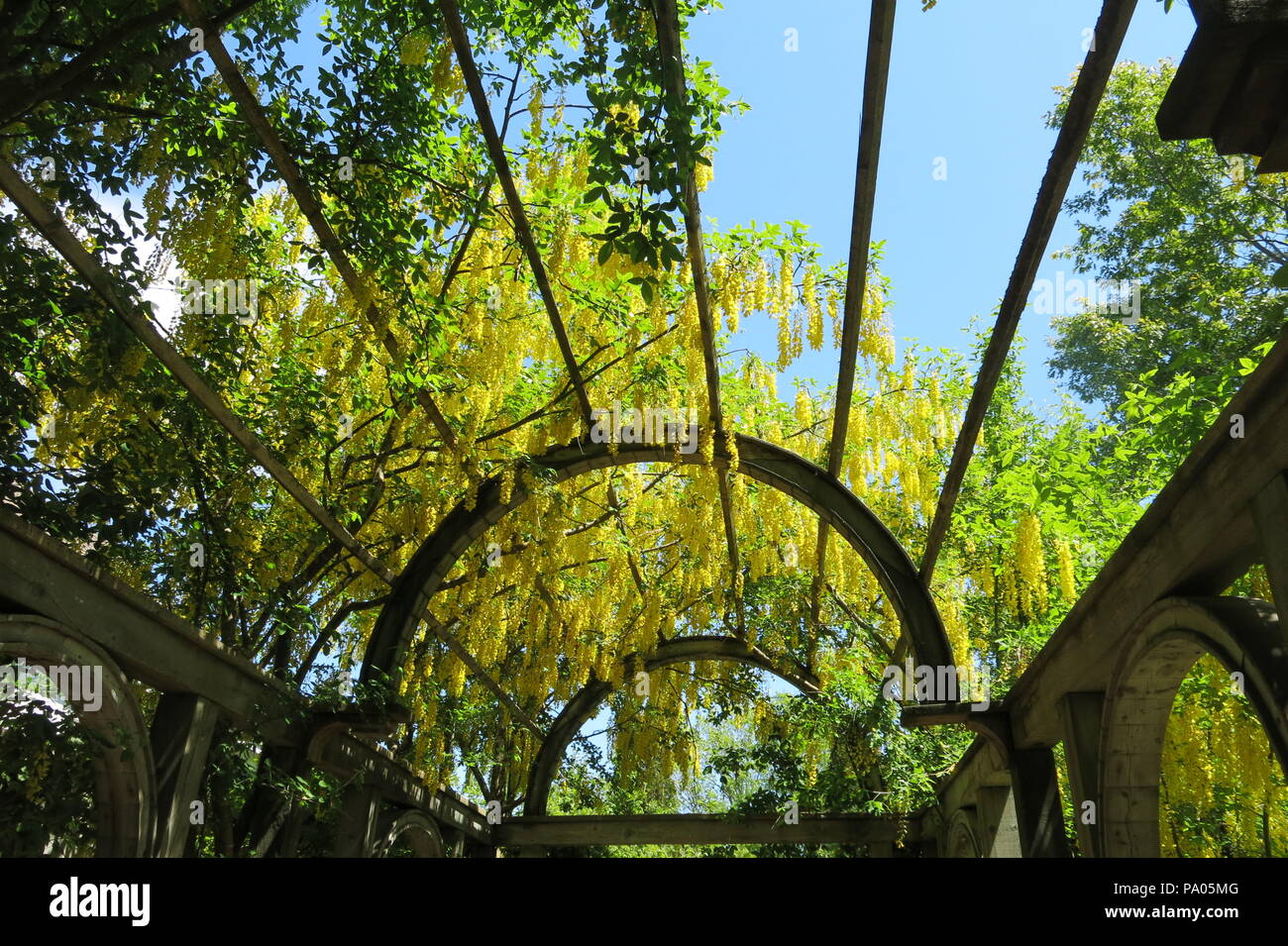 Laburnum arch hi-res stock photography and images - Alamy