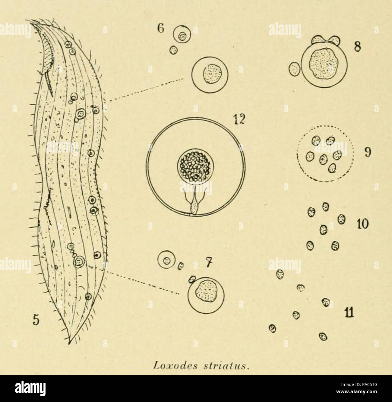 591 Drawing of Loxodes striatus by E Penard Stock Photo - Alamy