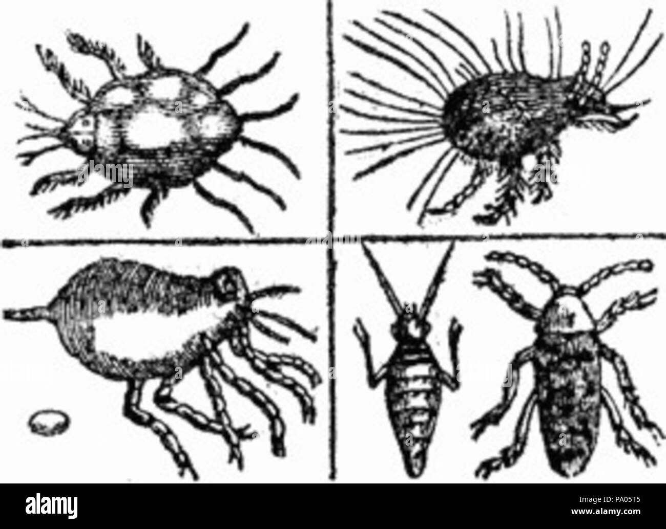 Mites structure hi-res stock photography and images - Alamy