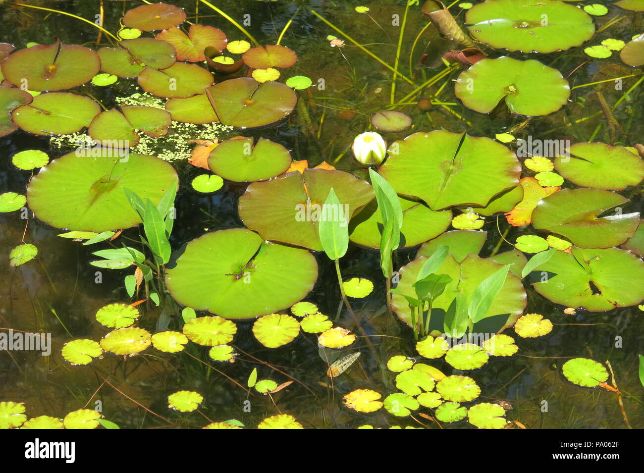 Close-up picture of zingy green water-lily pads floating on the surface ...
