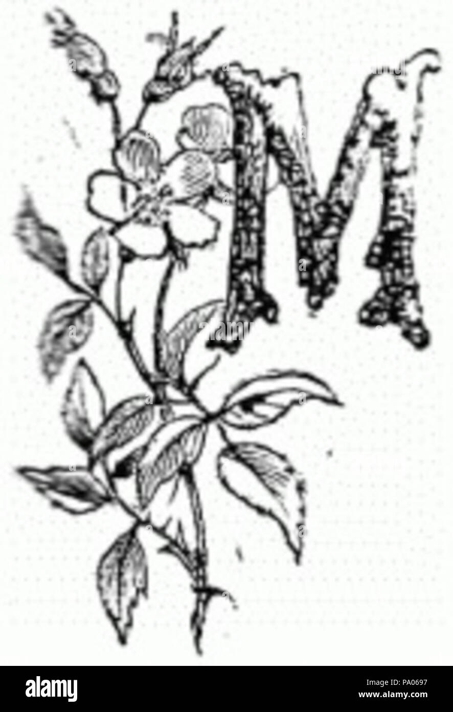 Calligraphic drawing Cut Out Stock Images & Pictures - Alamy