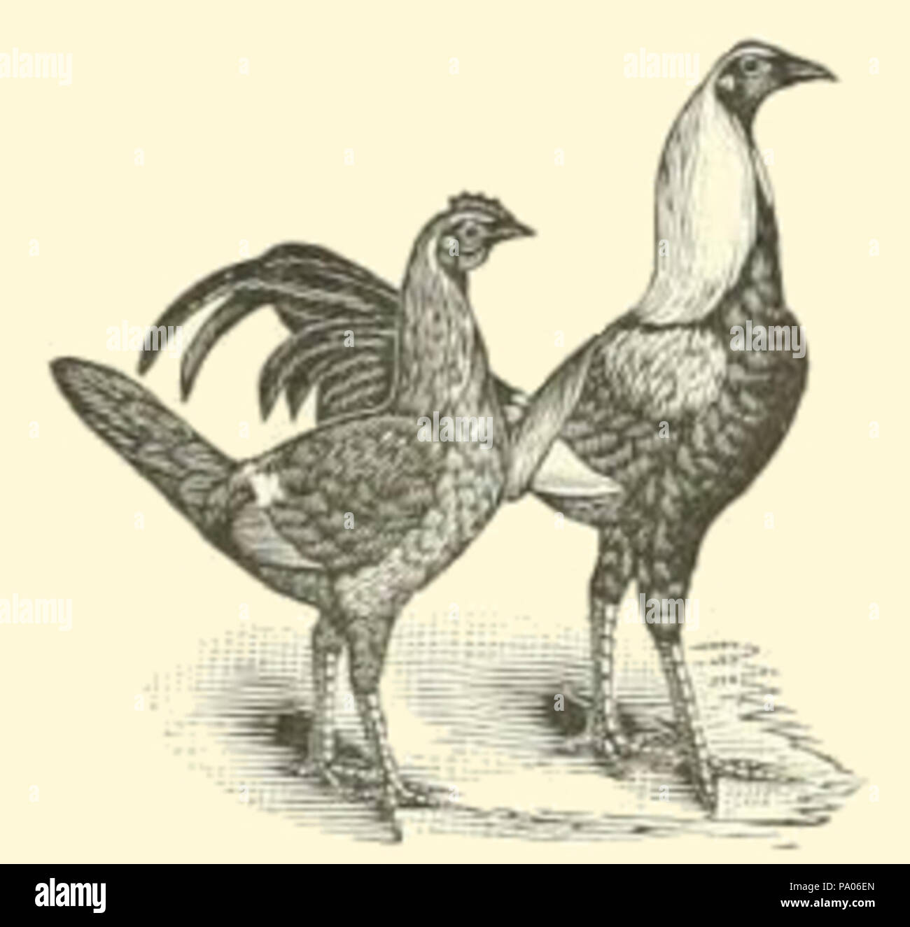 594 Duck Wing Game Fowl Drawing Stock Photo - Alamy