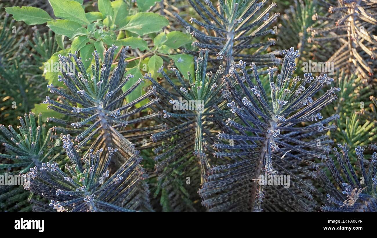 close up from tropical plants of kenya Stock Photo - Alamy
