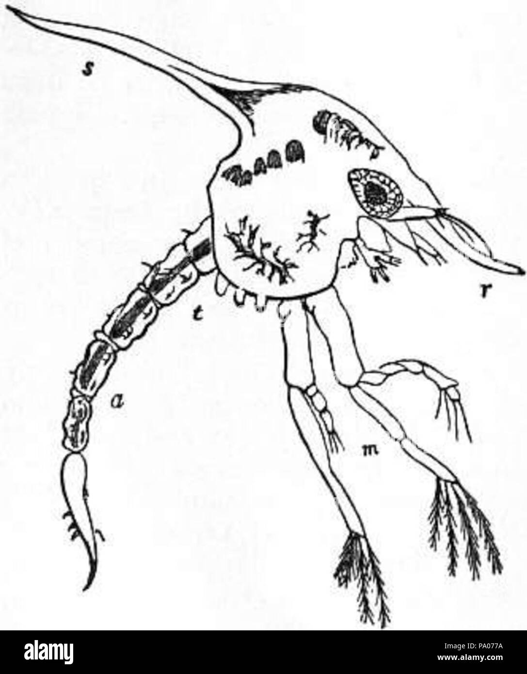 Crab Zoea High Resolution Stock Photography and Images - Alamy