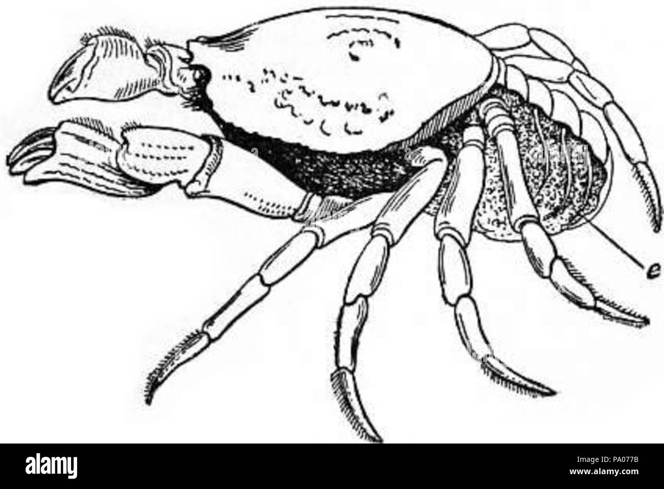 Crab classification hi-res stock photography and images - Alamy