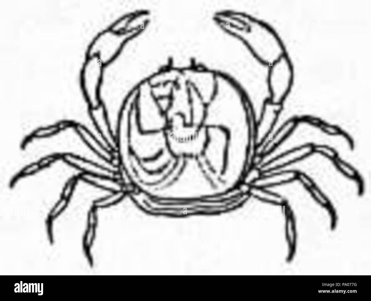 Pinnotheres pisum hi-res stock photography and images - Alamy