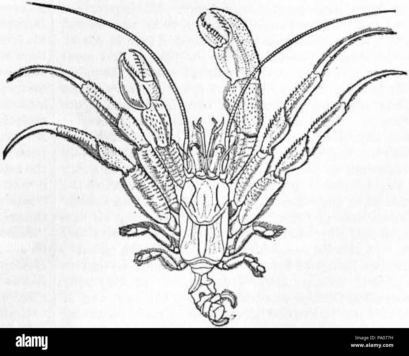 Eupagurus Black and White Stock Photos & Images - Alamy