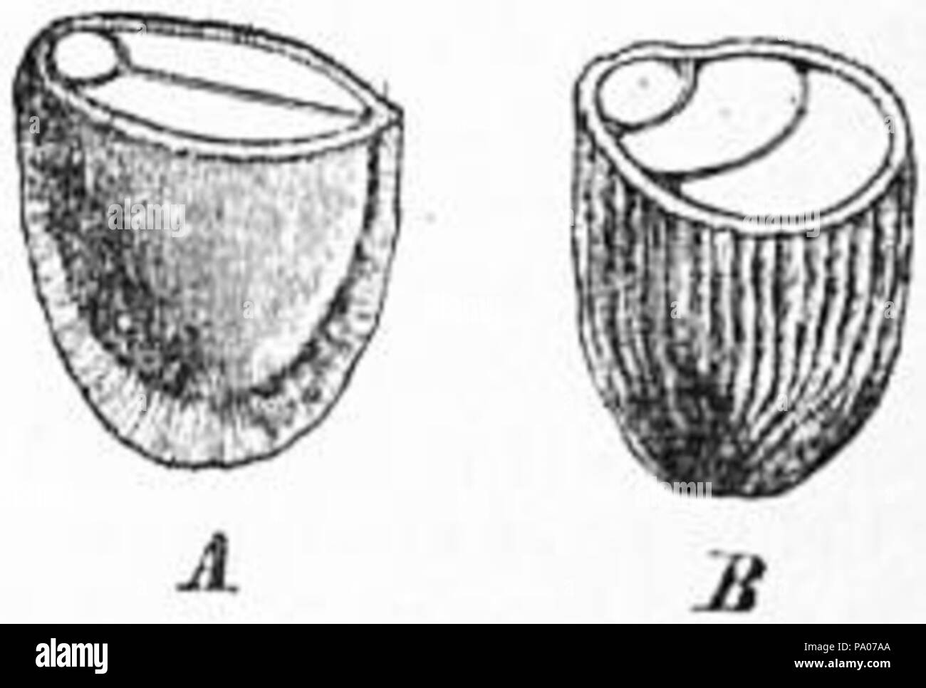 5 seeds Black and White Stock Photos & Images - Alamy