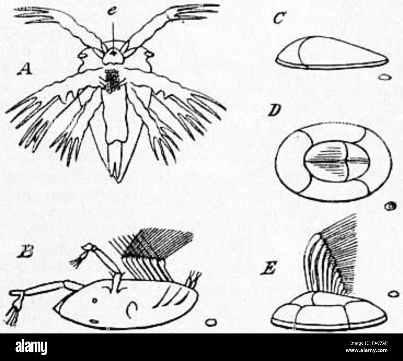 Early stages hi-res stock photography and images - Alamy