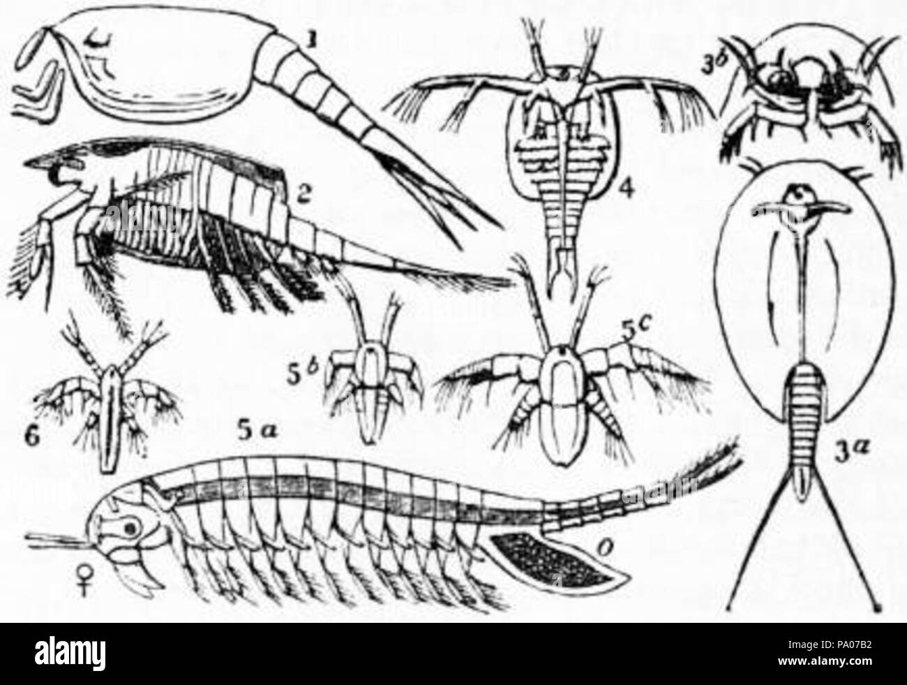 Species of marine crustacea Black and White Stock Photos & Images - Alamy