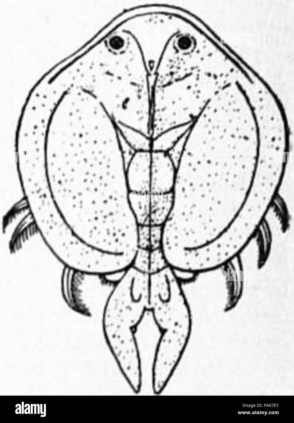 Entomostraca hi-res stock photography and images - Alamy