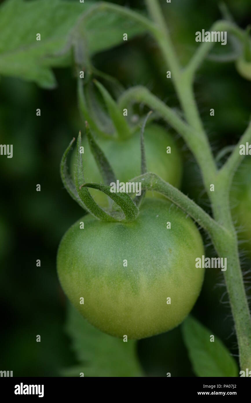 Two vine tomatoes hi-res stock photography and images - Alamy